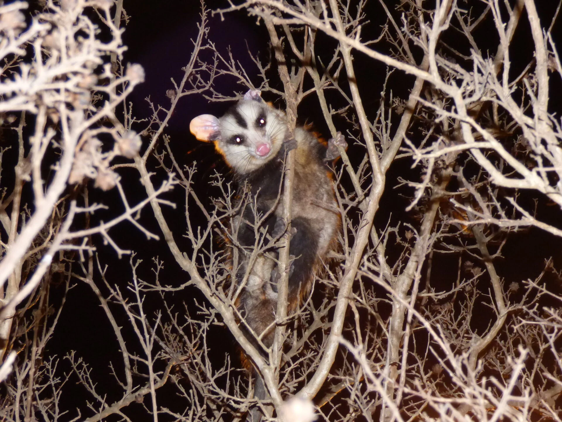 Comadreja Overa (Didelphis albiventris) - Turismo Esperanza
